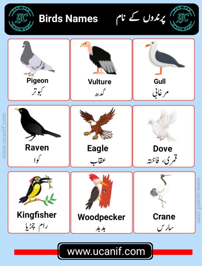 50+ Birds Name In Urdu & English With Pictures | پرندوں کے نام (PDF ...